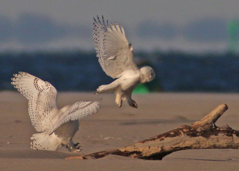 Beach Battling Snowy Owls - 10,000 Birds