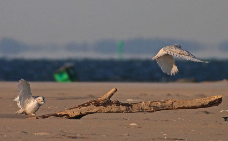 Beach Battling Snowy Owls - 10,000 Birds