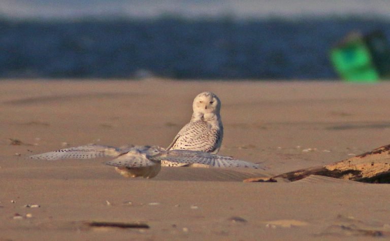 Beach Battling Snowy Owls - 10,000 Birds