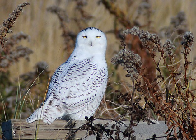 Snowy Owl Invasion! - 10,000 Birds