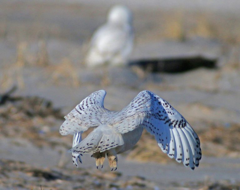 Beach Battling Snowy Owls - 10,000 Birds