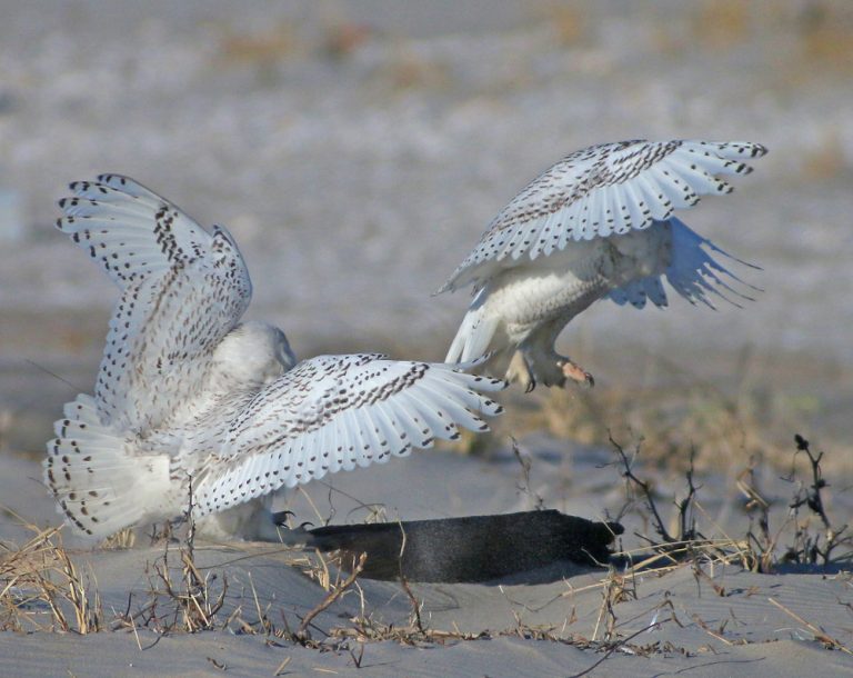 Beach Battling Snowy Owls - 10,000 Birds