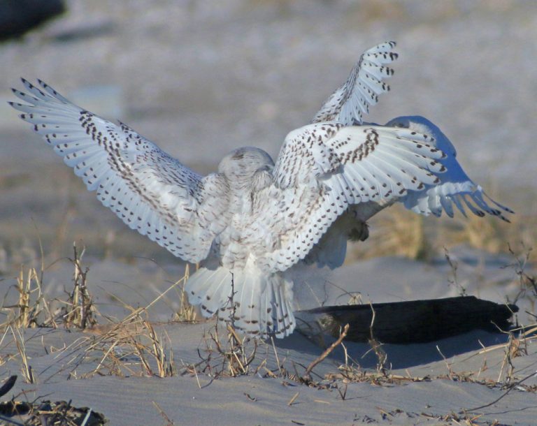 Beach Battling Snowy Owls - 10,000 Birds