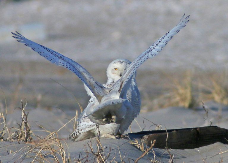 Beach Battling Snowy Owls - 10,000 Birds