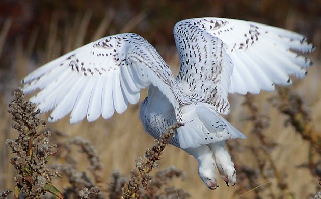 Snowy Owl Invasion! - 10,000 Birds