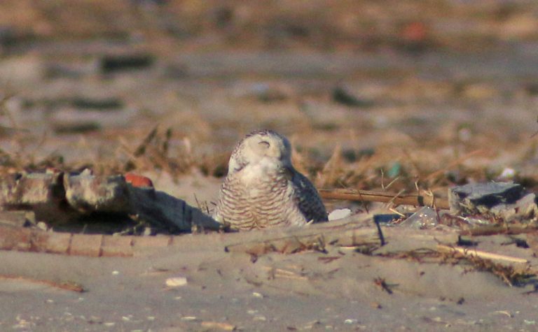 Beach Battling Snowy Owls - 10,000 Birds