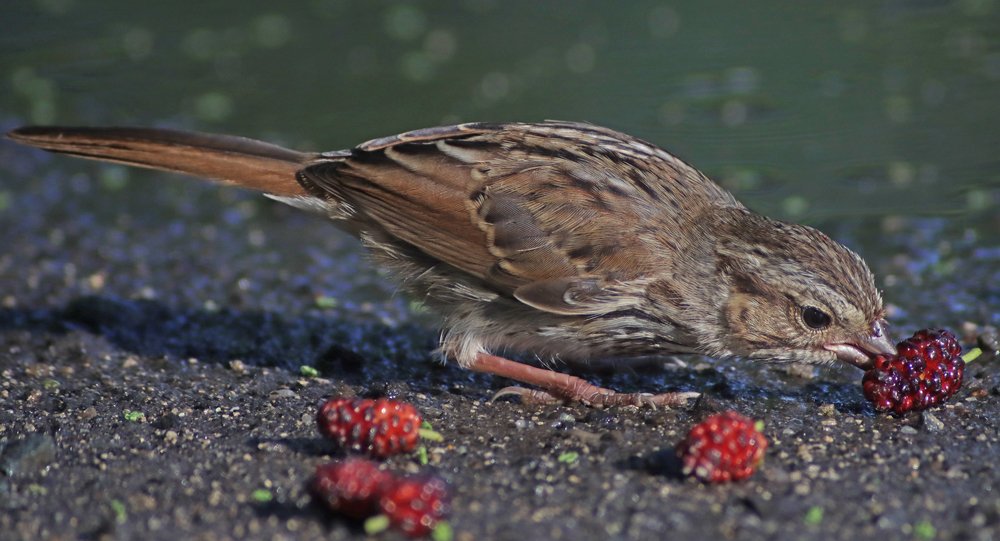 A Quick Visit to a Mud Puddle - 10,000 Birds