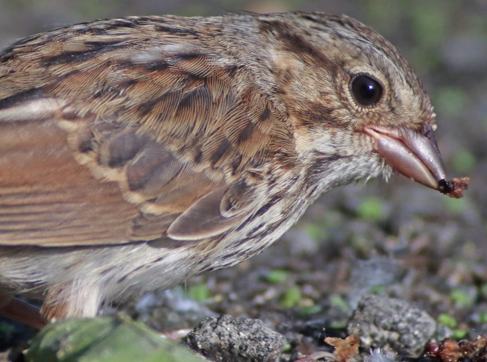 A Quick Visit to a Mud Puddle - 10,000 Birds