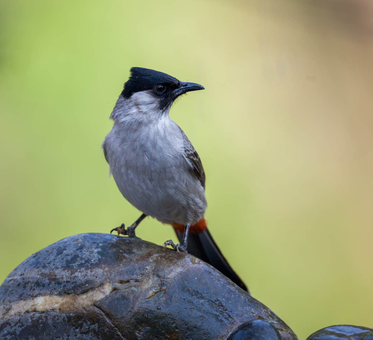 Birding Napo, Guangxi, China - part 1 - 10,000 Birds