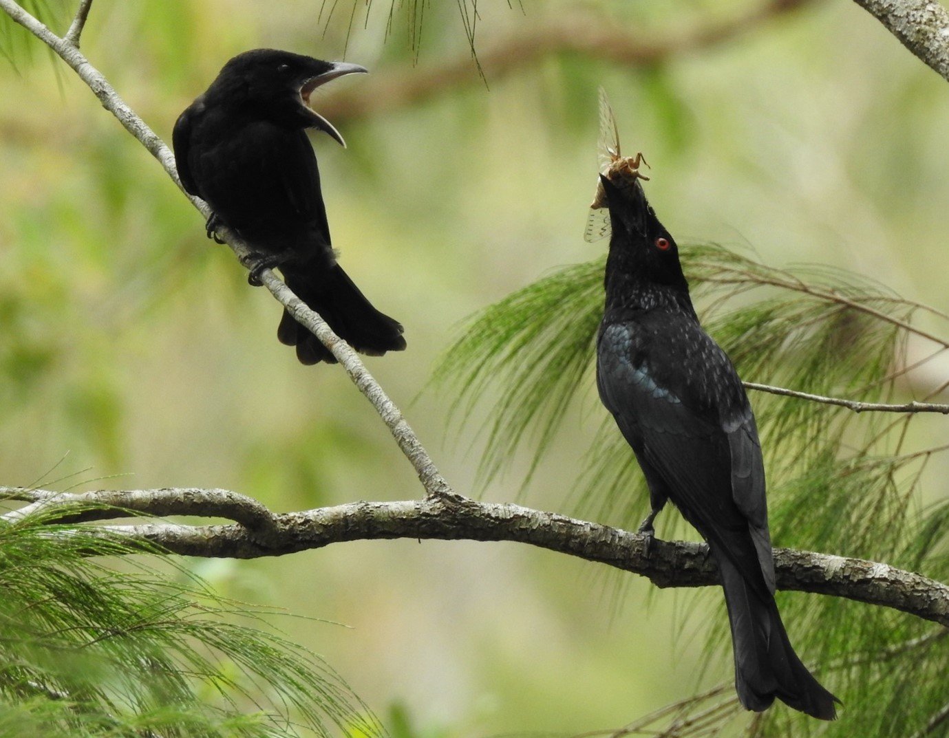 Zone of Happiness Birding - 10,000 Birds
