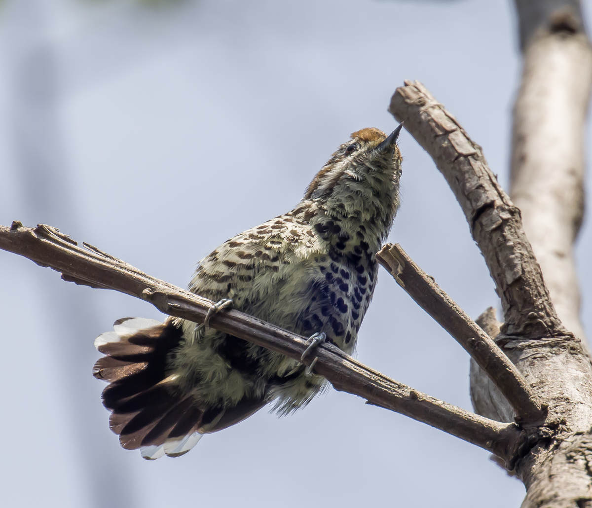 Birding Tongli Wetland Park - 10,000 Birds