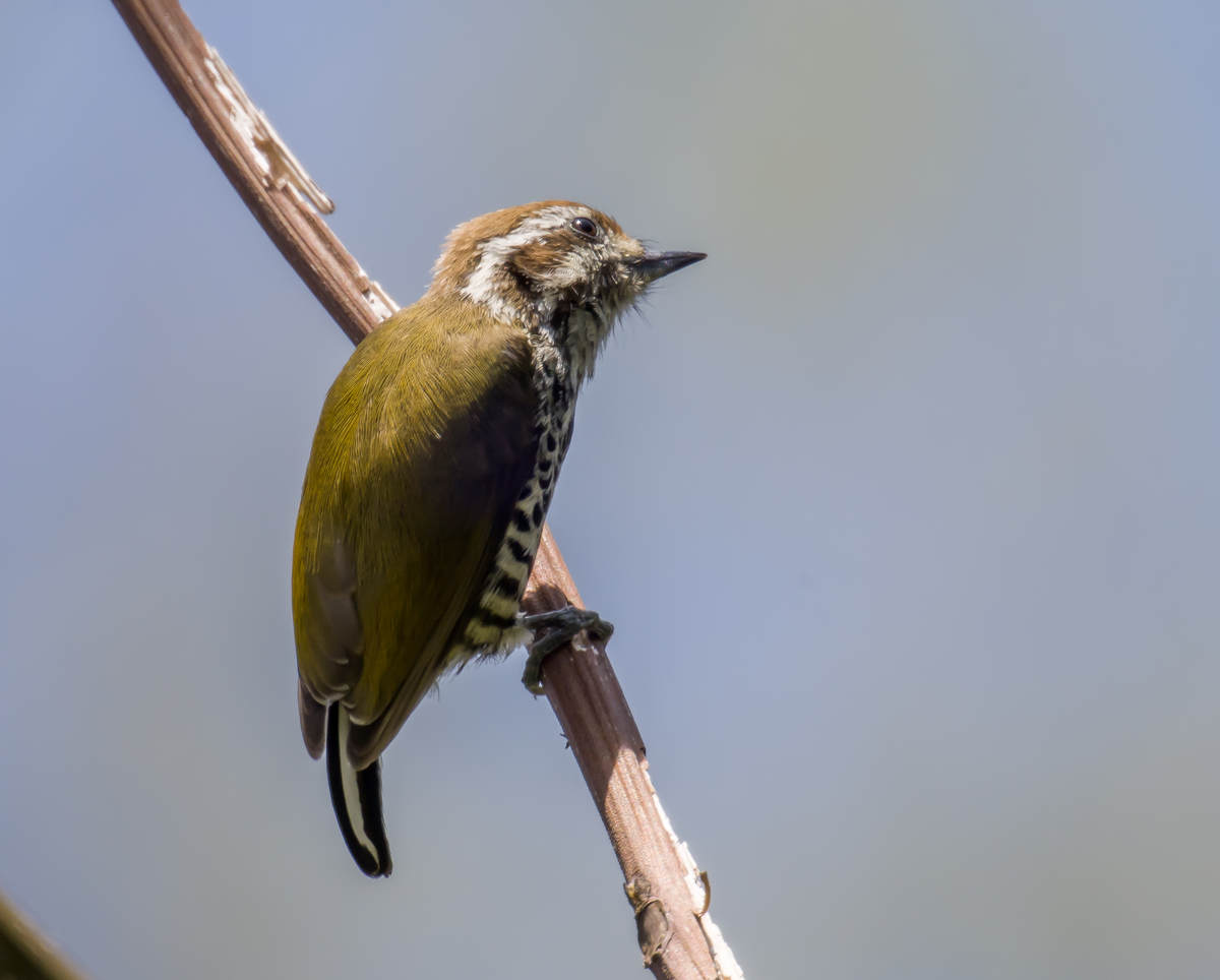 Birding Tongli Wetland Park - 10,000 Birds
