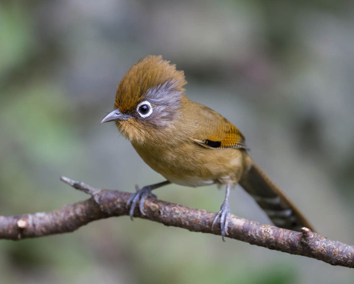 Birding Napo, Guangxi, China - part 2 - 10,000 Birds