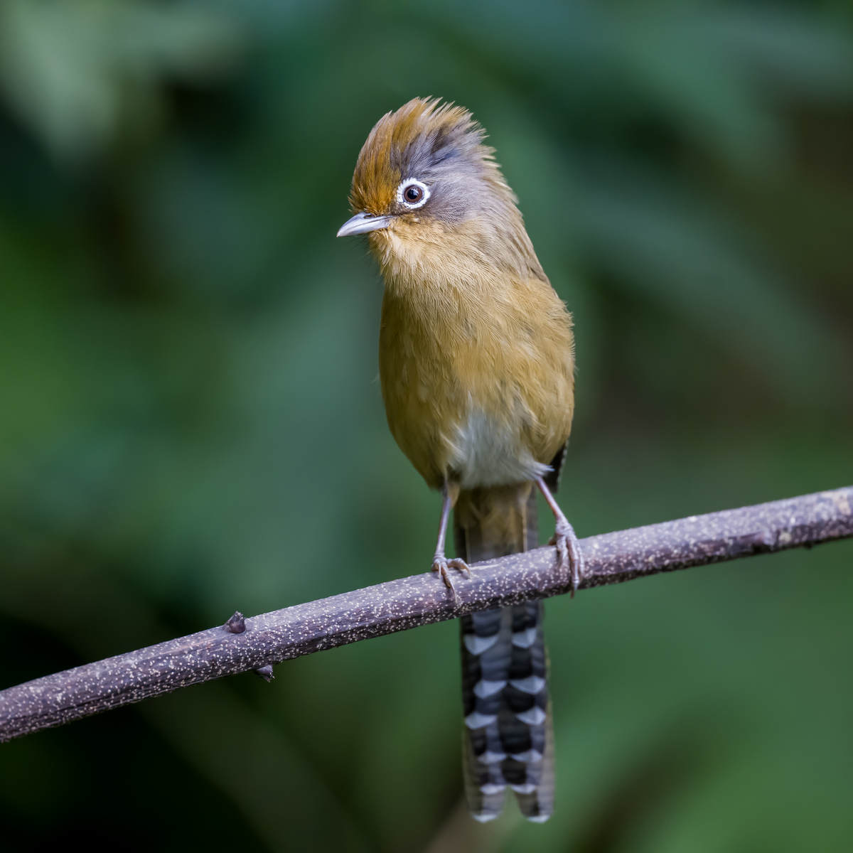 Birding Napo, Guangxi, China - part 2 - 10,000 Birds