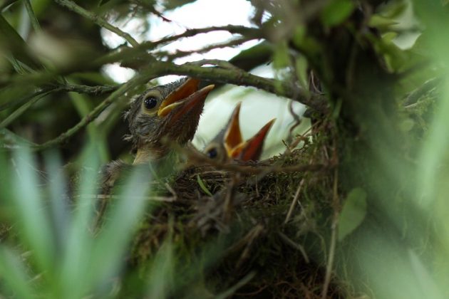 Young Thrushes - 10,000 Birds