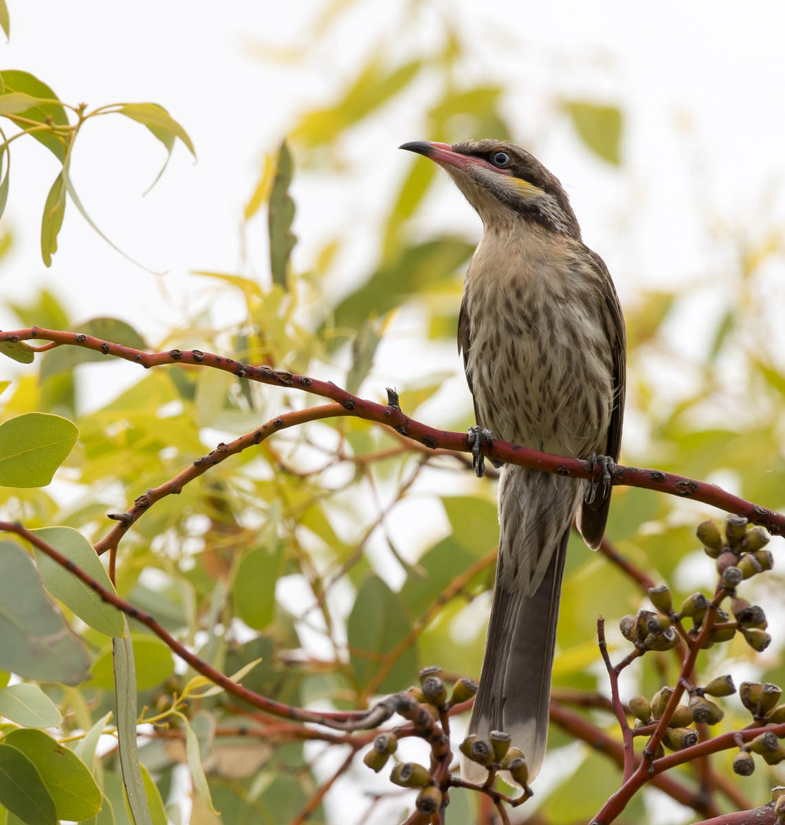 15 Australian Birds (Episode 6) – 10,000 Birds
