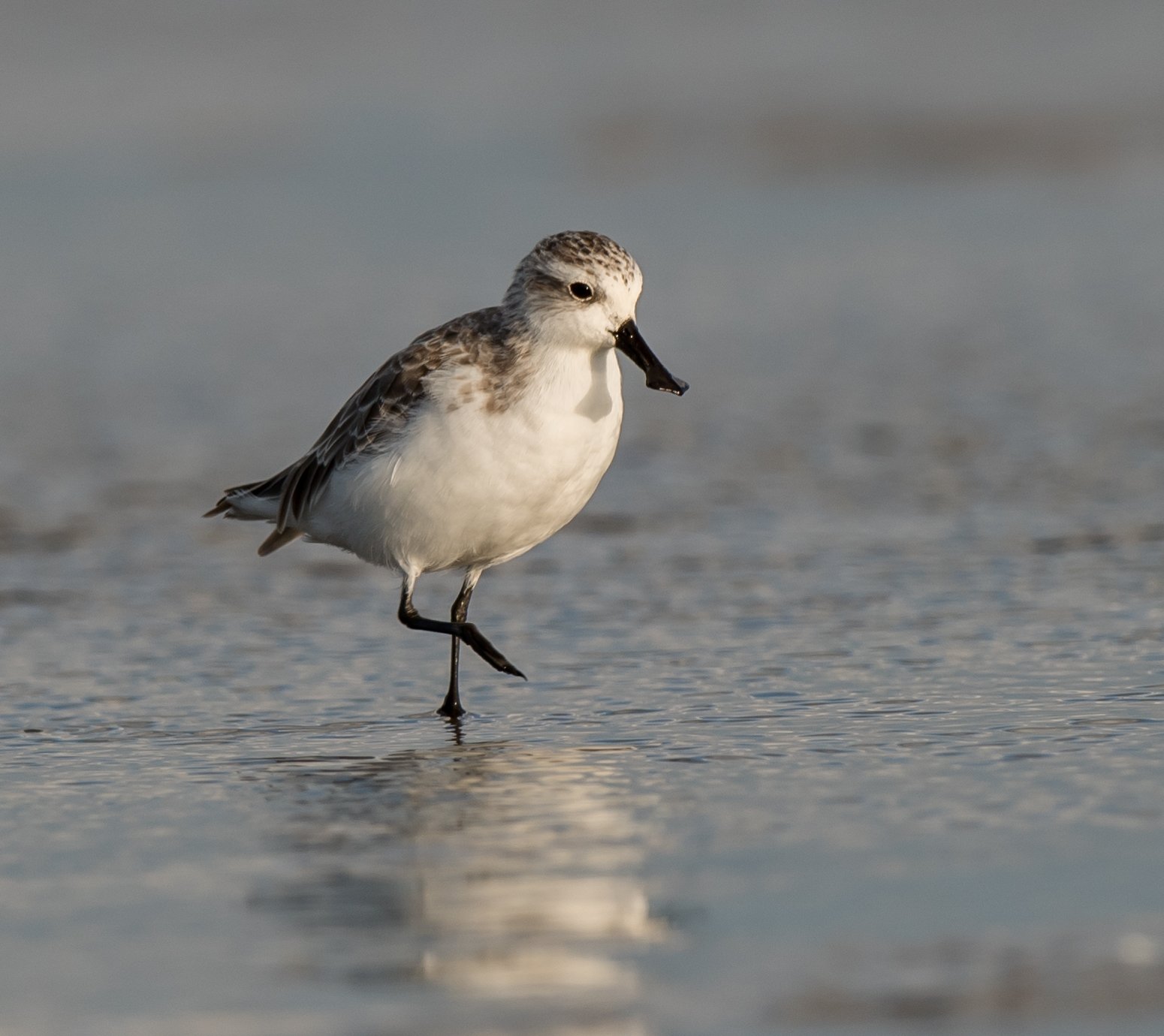 Spoon-billed Sandpiper at Tiaozini, Jiangsu, China - 10,000 Birds