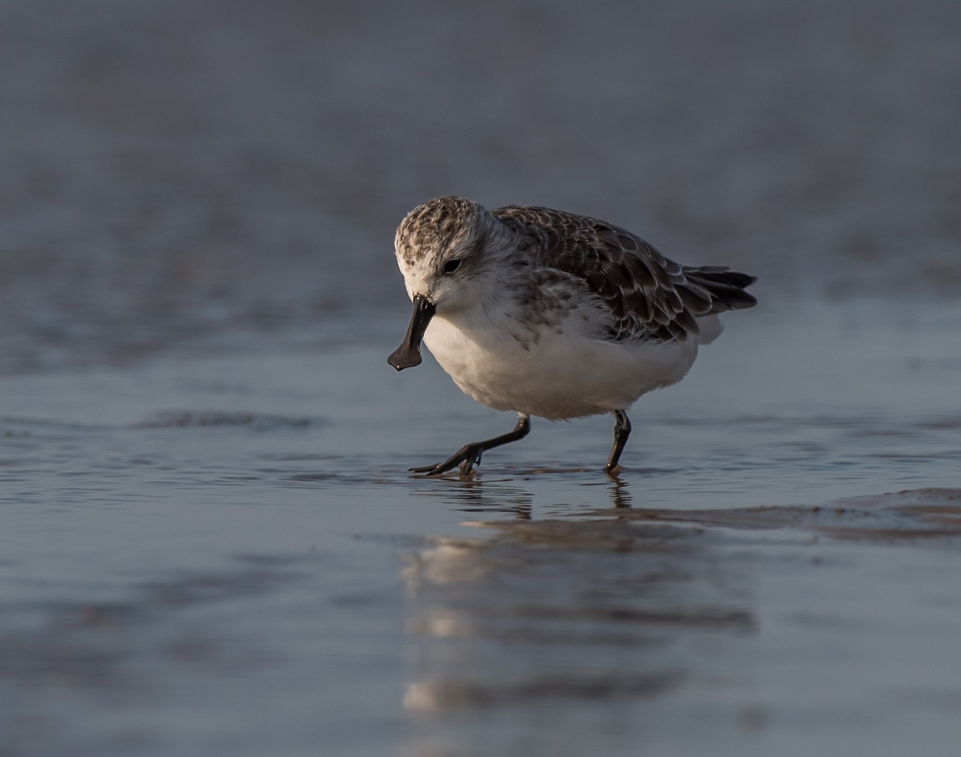 Spoon-billed Sandpiper at Tiaozini, Jiangsu, China - 10,000 Birds
