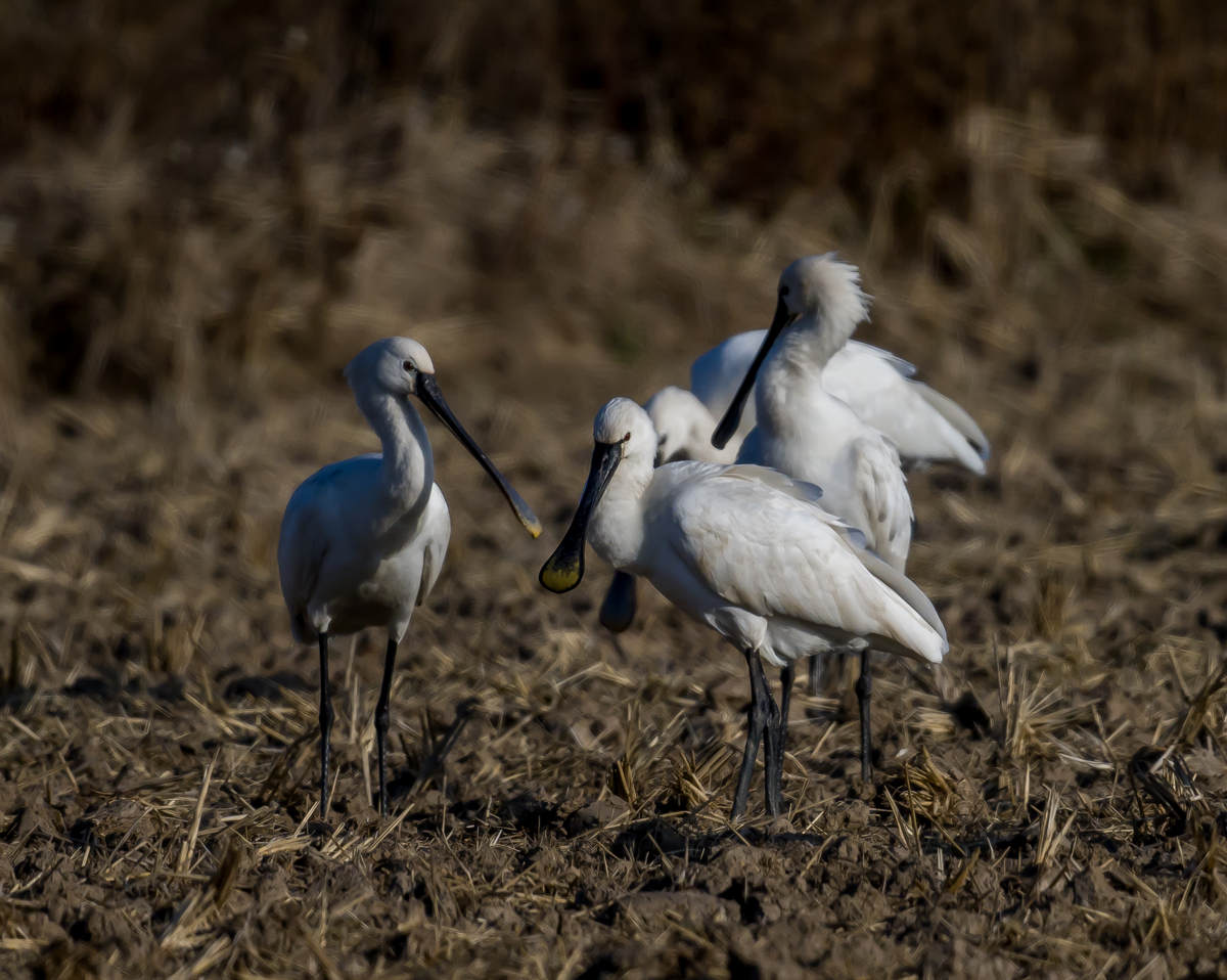 Birding Shanghai in January 2024 - 10,000 Birds