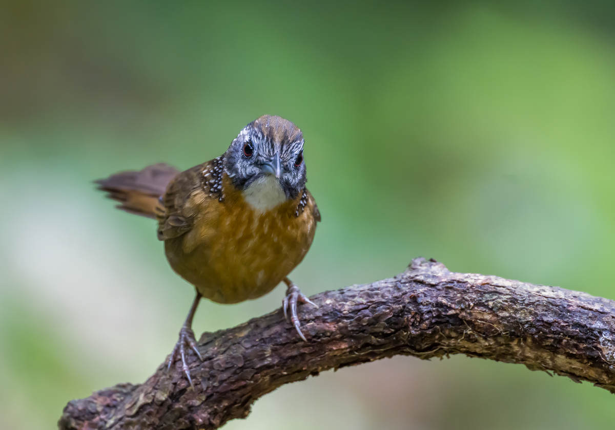 Birding Nonggang, Guangxi, China - Part 1 - 10,000 Birds