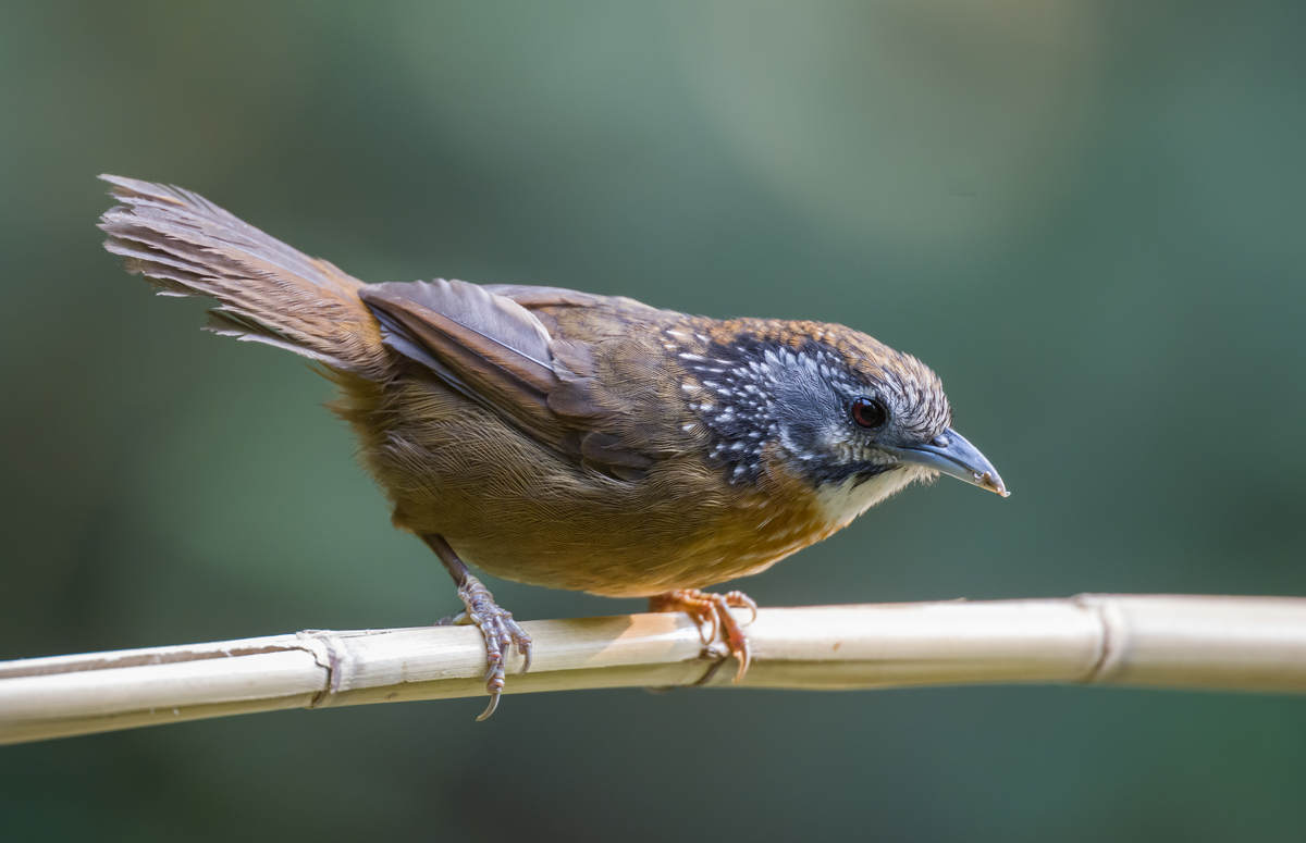 Birding Nonggang, Guangxi, China - part 1 - 10,000 Birds