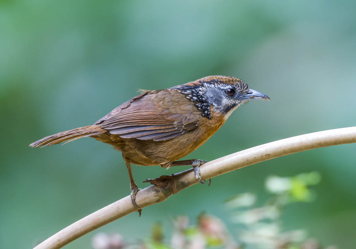 Birding Nonggang, Guangxi, China - part 1 - 10,000 Birds