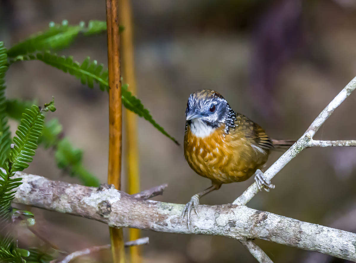 Birding Jianfengling, Hainan (I to Z) - 10,000 Birds