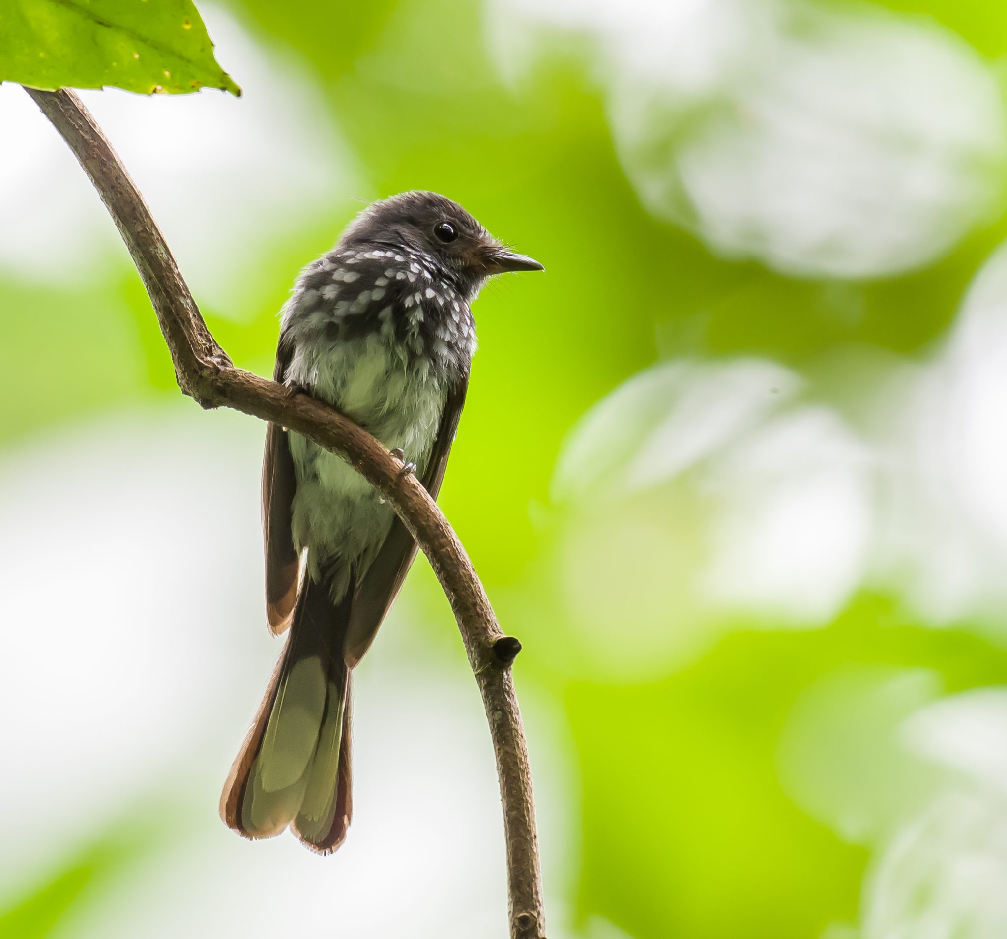 Birding Tabin, Sabah, Borneo - 10,000 Birds