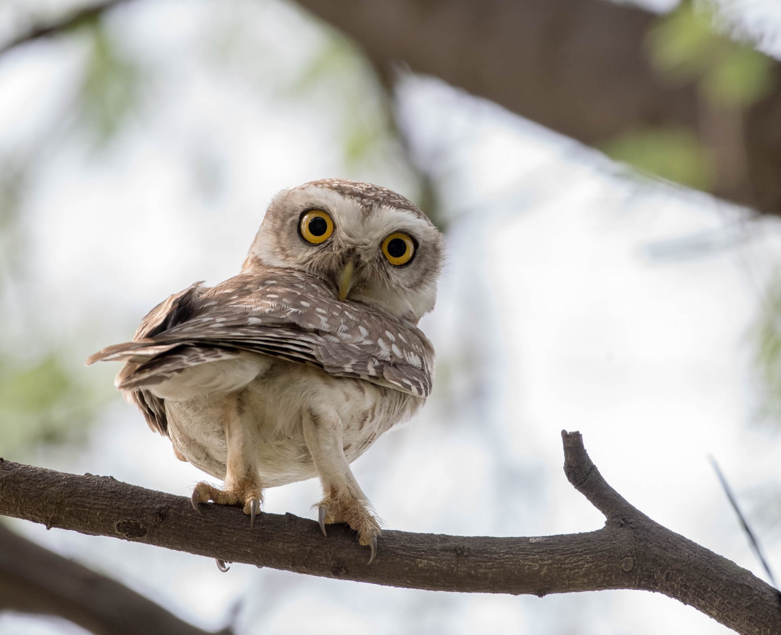 Owls around Delhi - 10,000 Birds