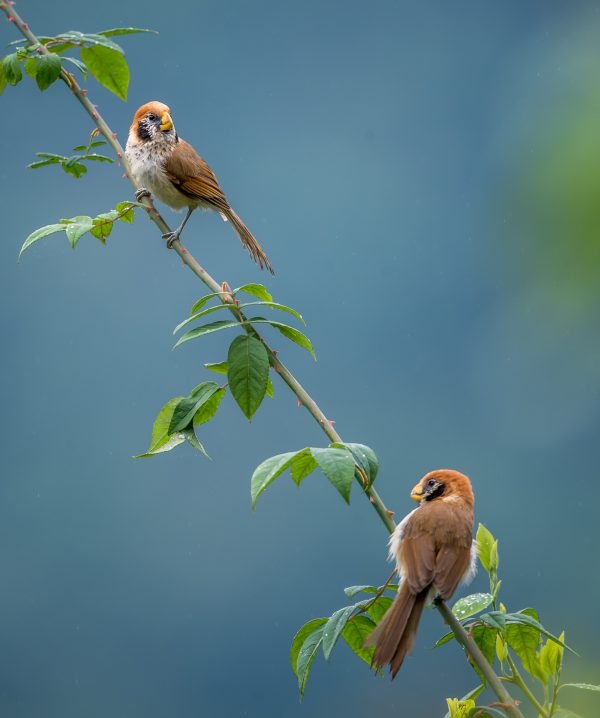 Birding Gonggangling and Dujiangyan, Sichuan, China - 10,000 Birds