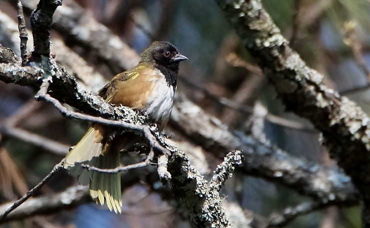 Weird Towhees - 10,000 Birds