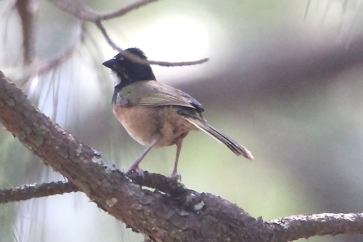 Our Very Own Hybrid - 10,000 Birds