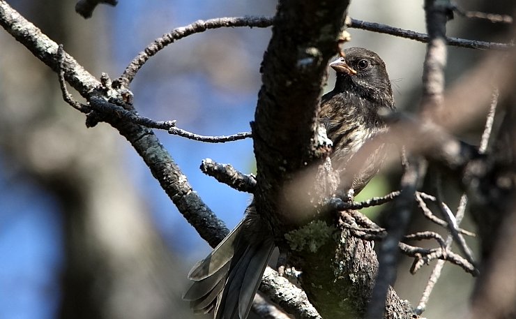 Weird Towhees - 10,000 Birds