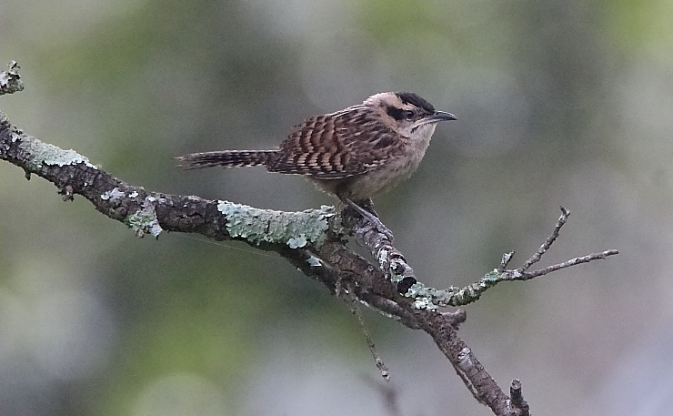 Here’s Looking at You - 10,000 Birds
