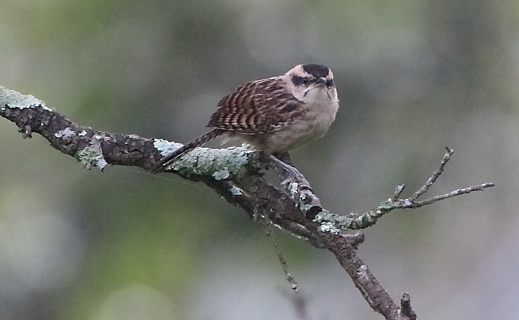 Here’s Looking at You - 10,000 Birds