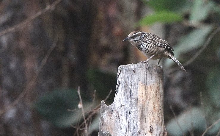 Paradise Regained - 10,000 Birds
