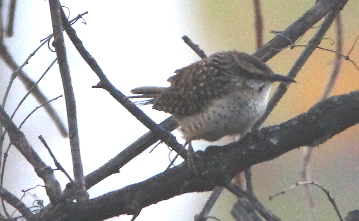 Birds Worth The Trip - 10,000 Birds