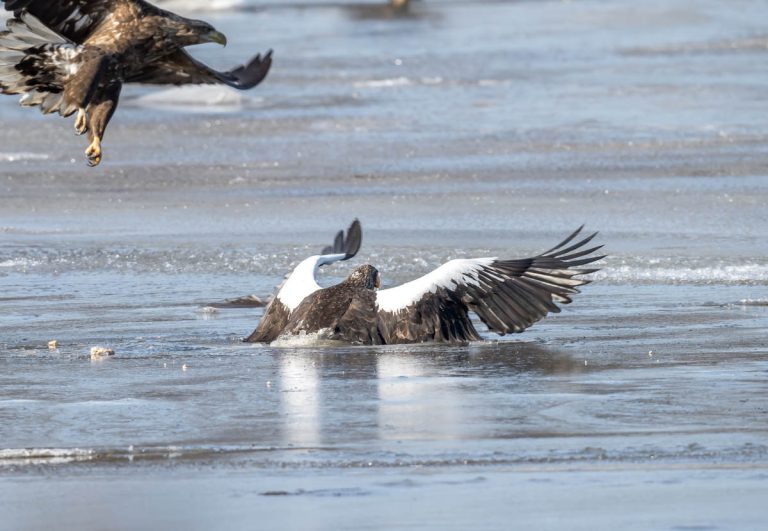 A Fierce Cartoon Bird: Steller’s Sea Eagle on Hokkaido - 10,000 Birds
