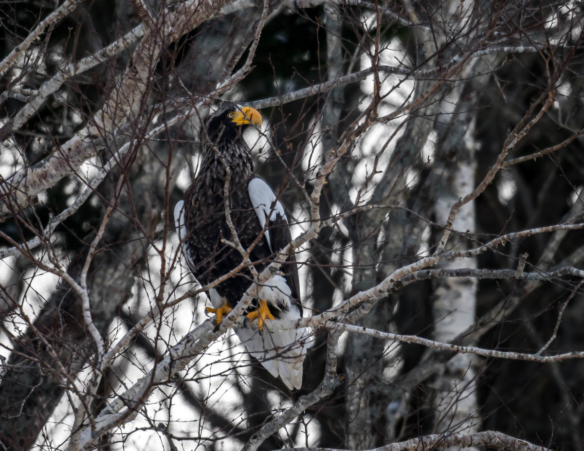 A Fierce Cartoon Bird: Steller’s Sea Eagle on Hokkaido - 10,000 Birds