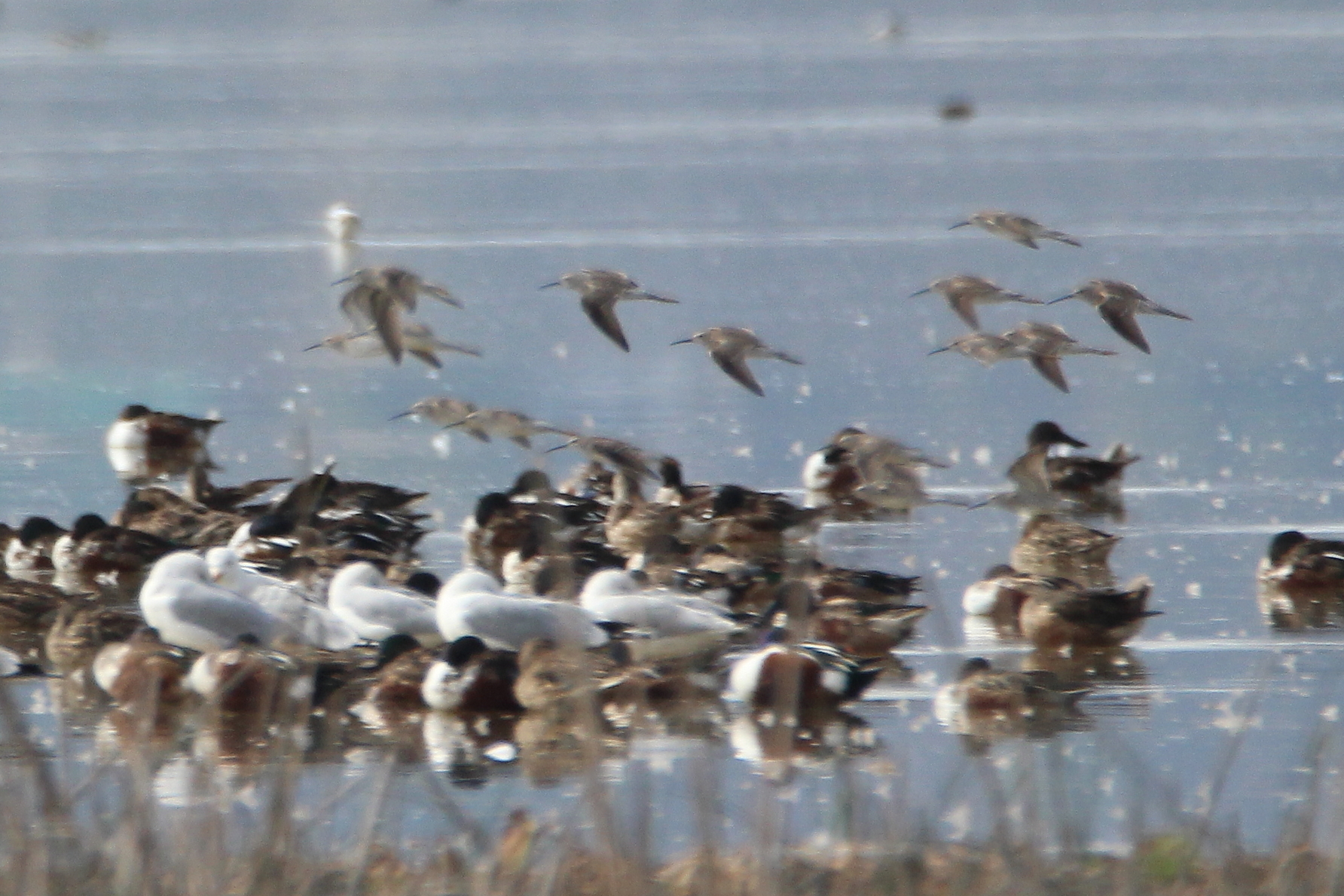 All Is Not Lost - 10,000 Birds