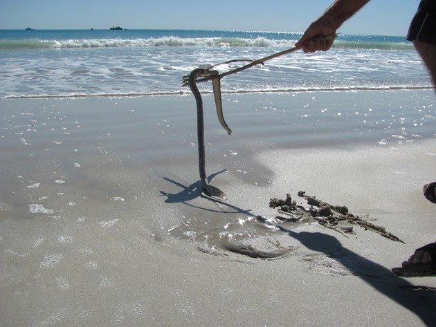 Sea Snakes and other creatures of the beach - 10,000 Birds