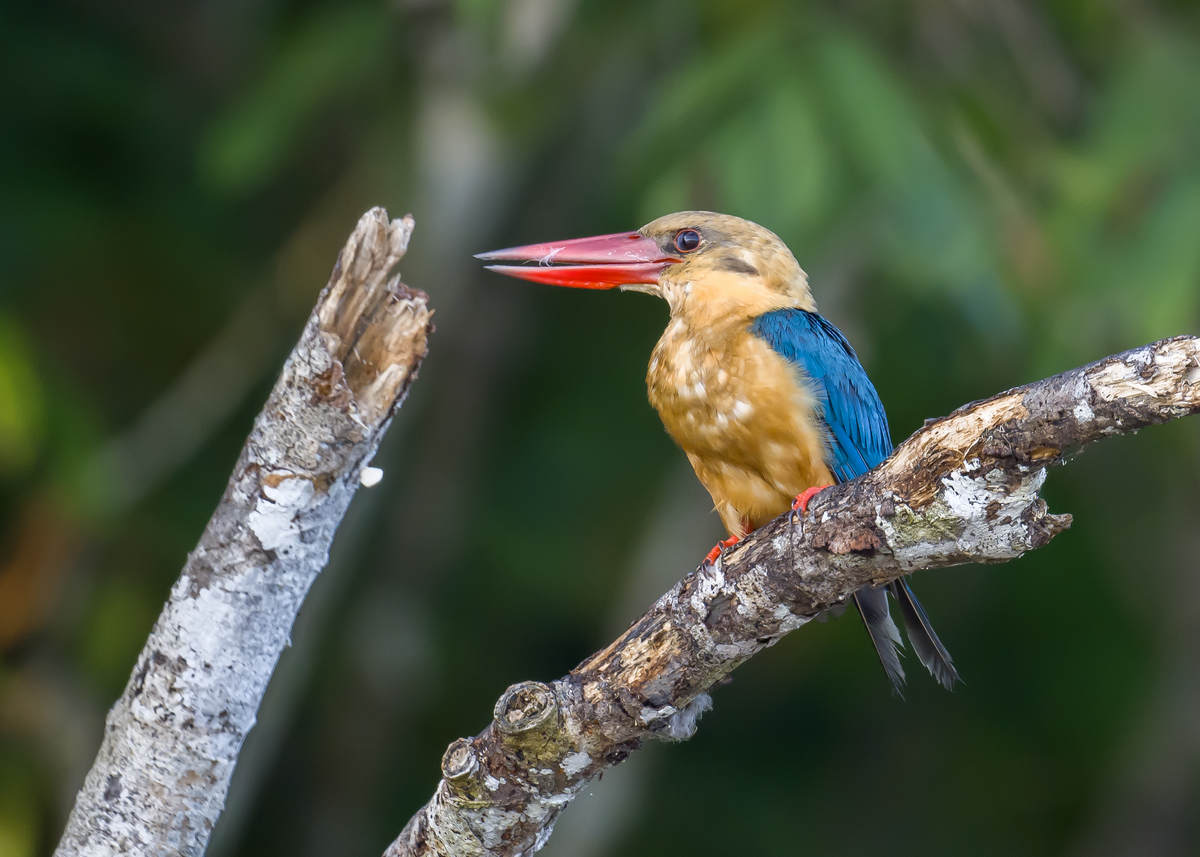 Birding Sukau, Sabah, Borneo - 10,000 Birds