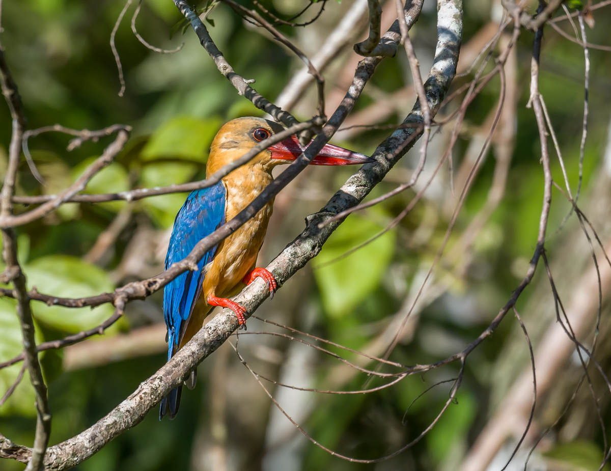 Birding Sukau, Sabah, Borneo - 10,000 Birds