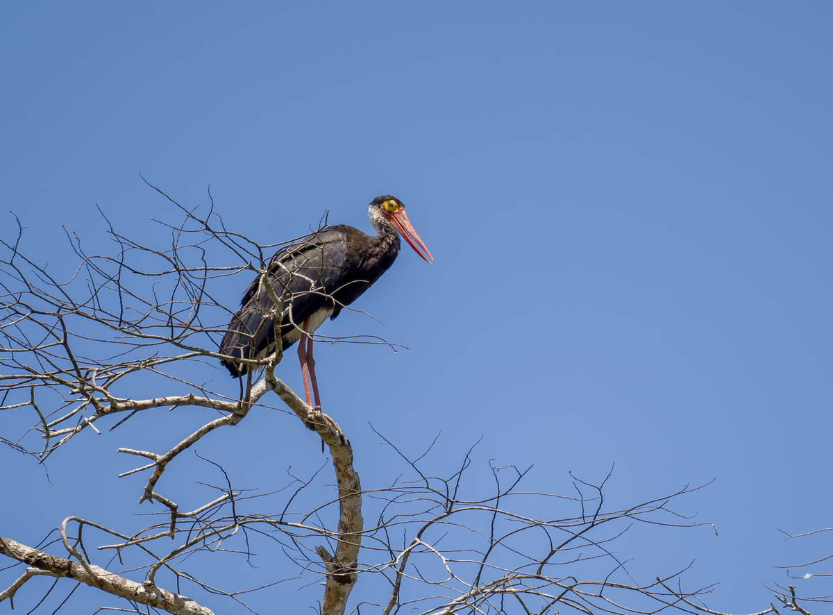 Birding Sukau, Sabah, Borneo - 10,000 Birds