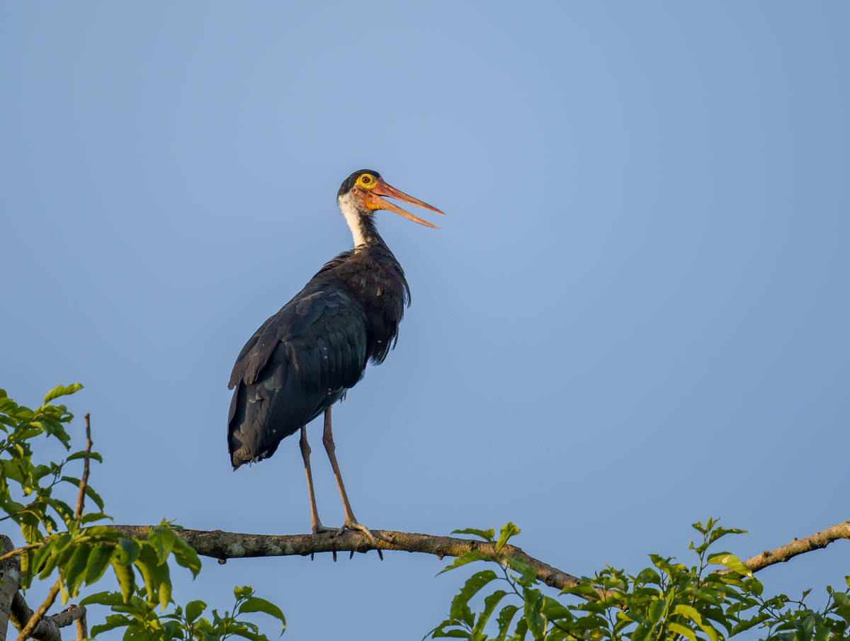 Storm’s Stork - 10,000 Birds