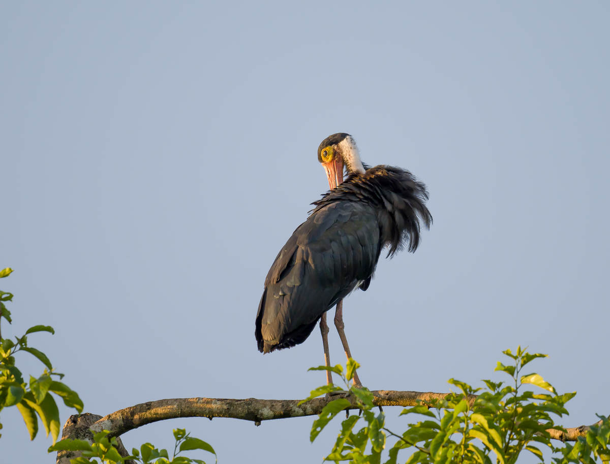 Storm’s Stork - 10,000 Birds