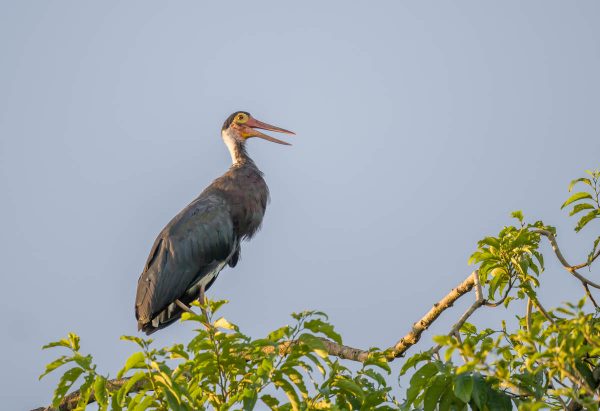 Storm’s Stork - 10,000 Birds