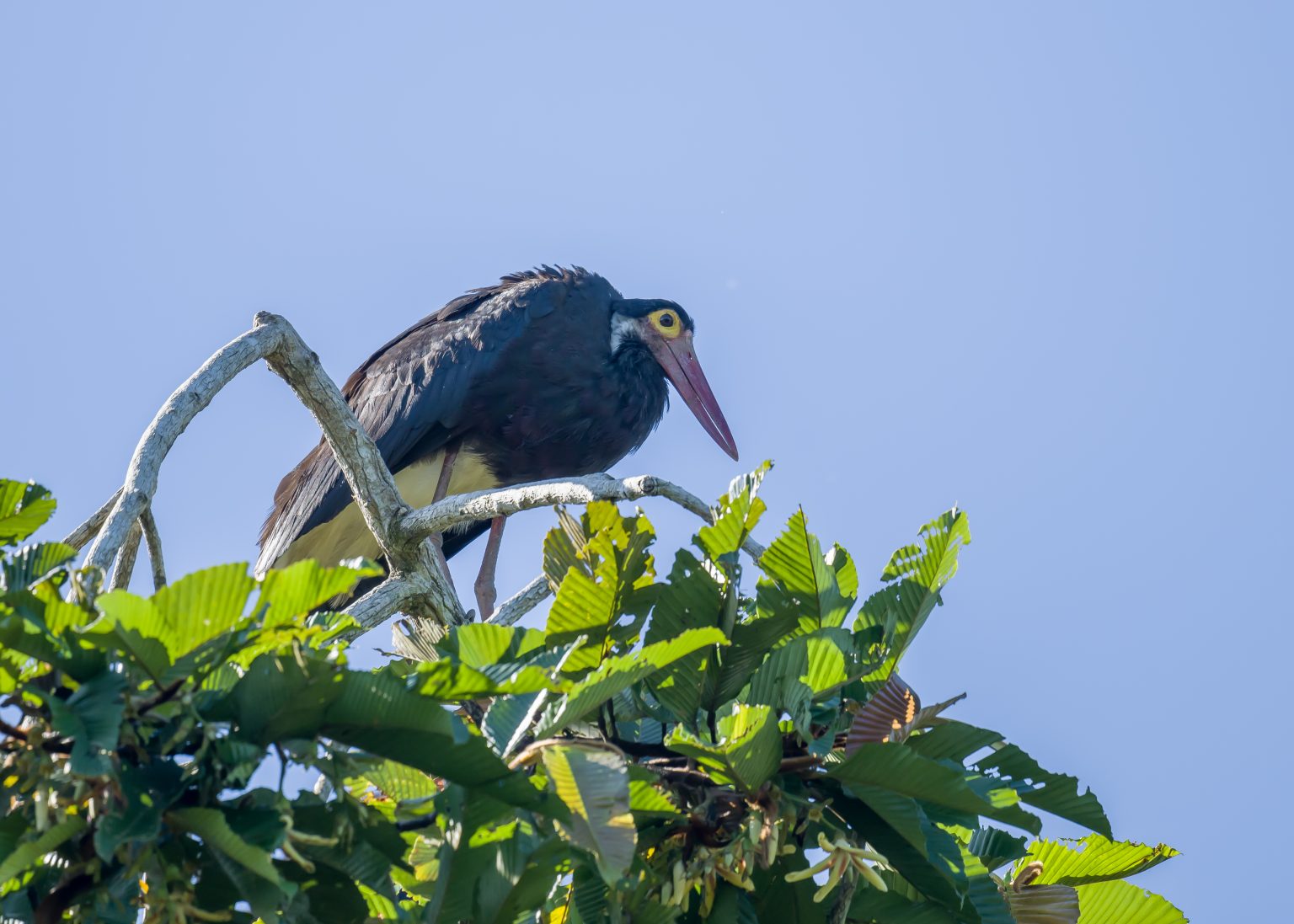 Storm’s Stork - 10,000 Birds