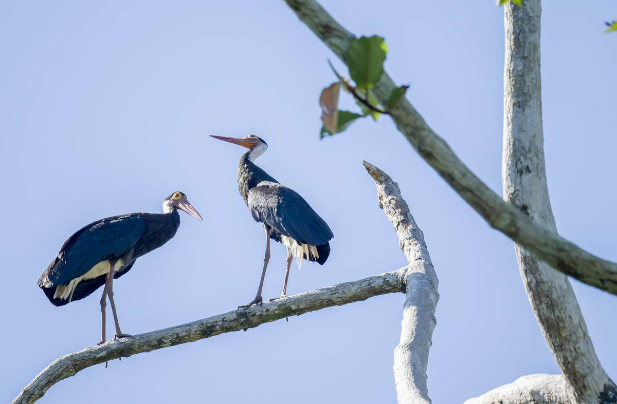 Storm’s Stork - 10,000 Birds