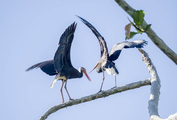 Storm’s Stork - 10,000 Birds